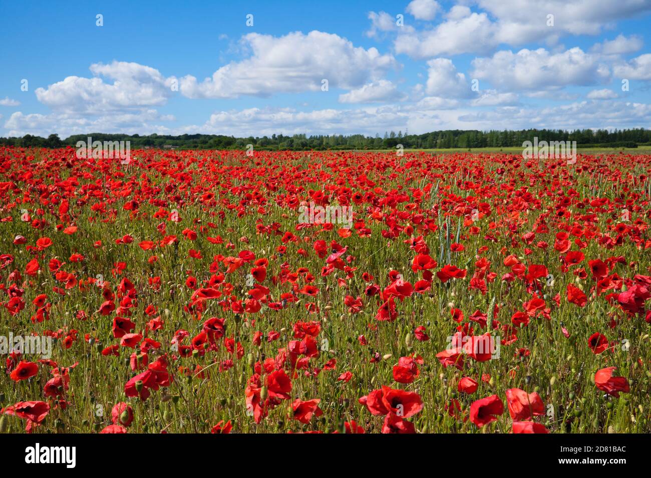 Ww2 poppy fields hi-res stock photography and images - Alamy