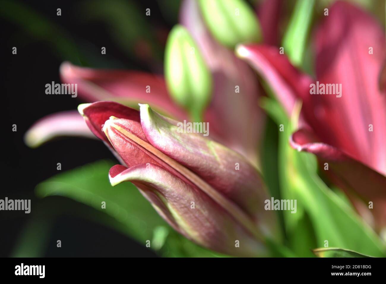 Lilies in bloom Stock Photo - Alamy