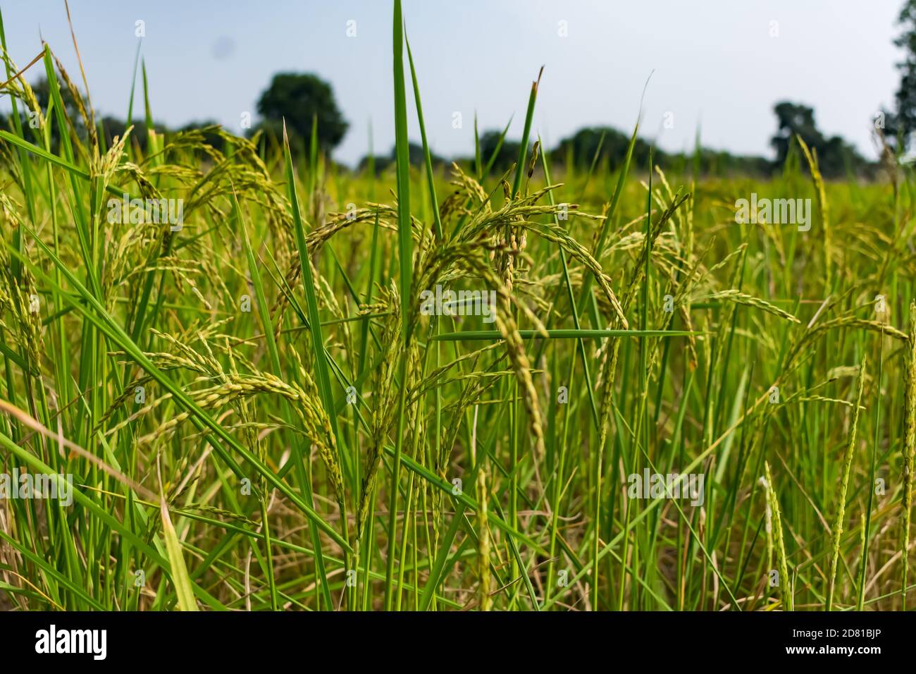 Indian paddy farm close view looking awesome before harvesting Stock ...