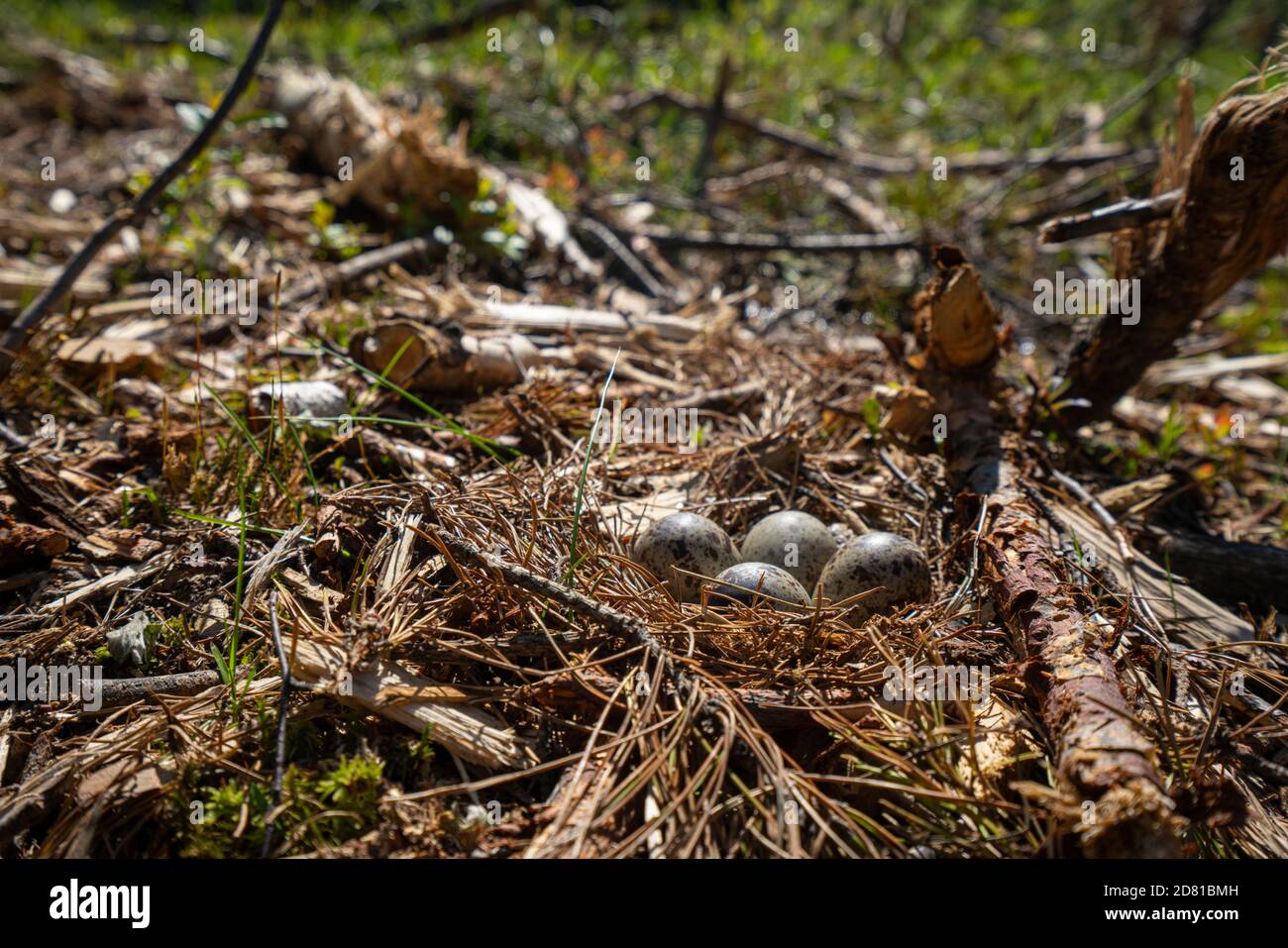 Common snipe eggs hi-res stock photography and images - Alamy