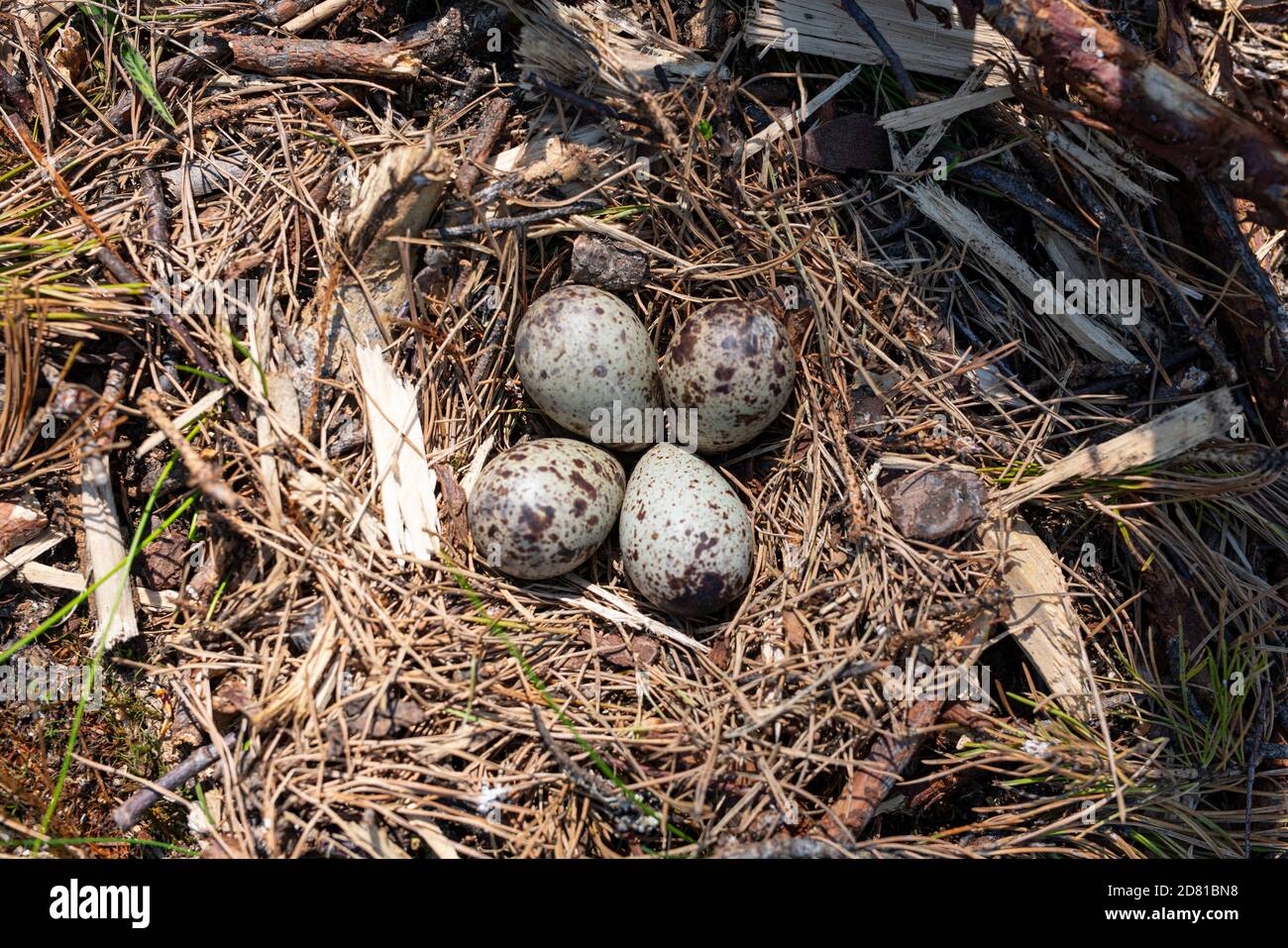 Bird nest in the forest high angle view Stock Photo - Alamy