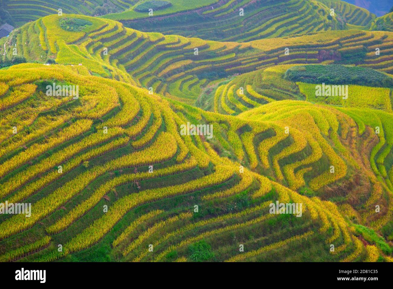 The Longsheng Rice Terraces(Dragon's Backbone) also known as Longji ...