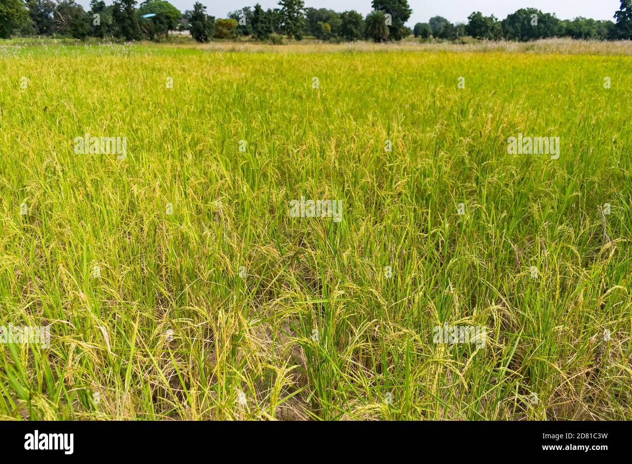 Indian paddy farm close view looking awesome before harvesting Stock ...