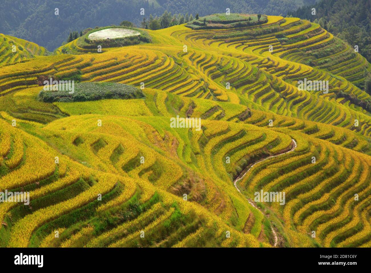 The Longsheng Rice Terraces(Dragon's Backbone) also known as Longji ...