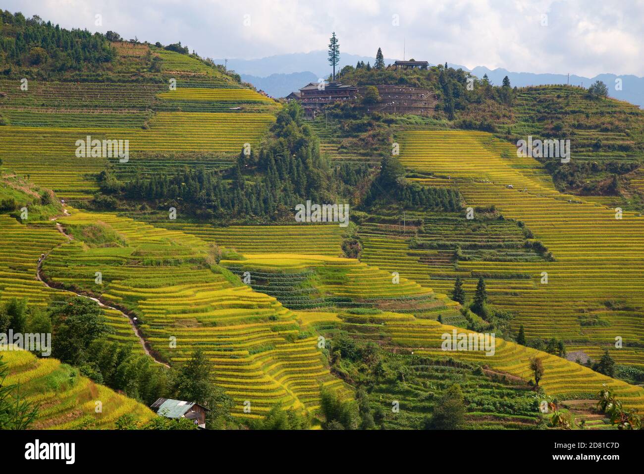 The Longsheng Rice Terraces(Dragon's Backbone) also known as Longji ...