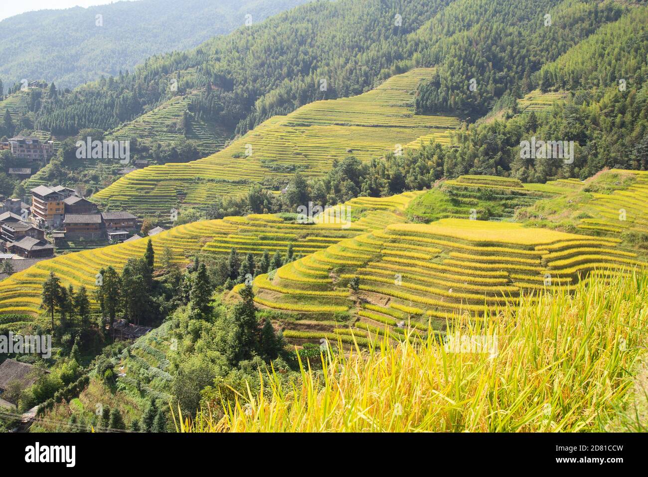 The Longsheng Rice Terraces(Dragon's Backbone) also known as Longji ...