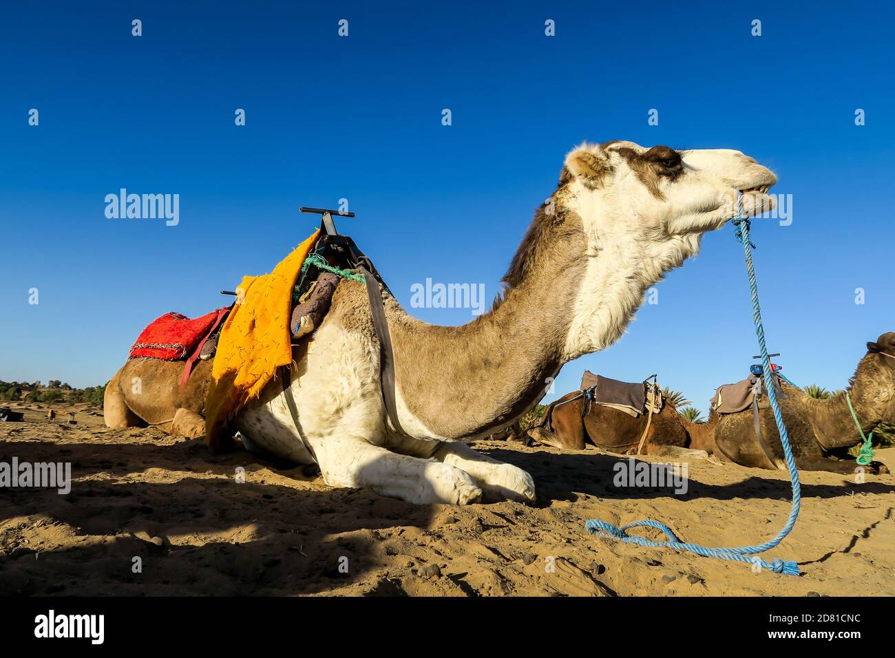 camel in the desert, photo as background Stock Photo - Alamy