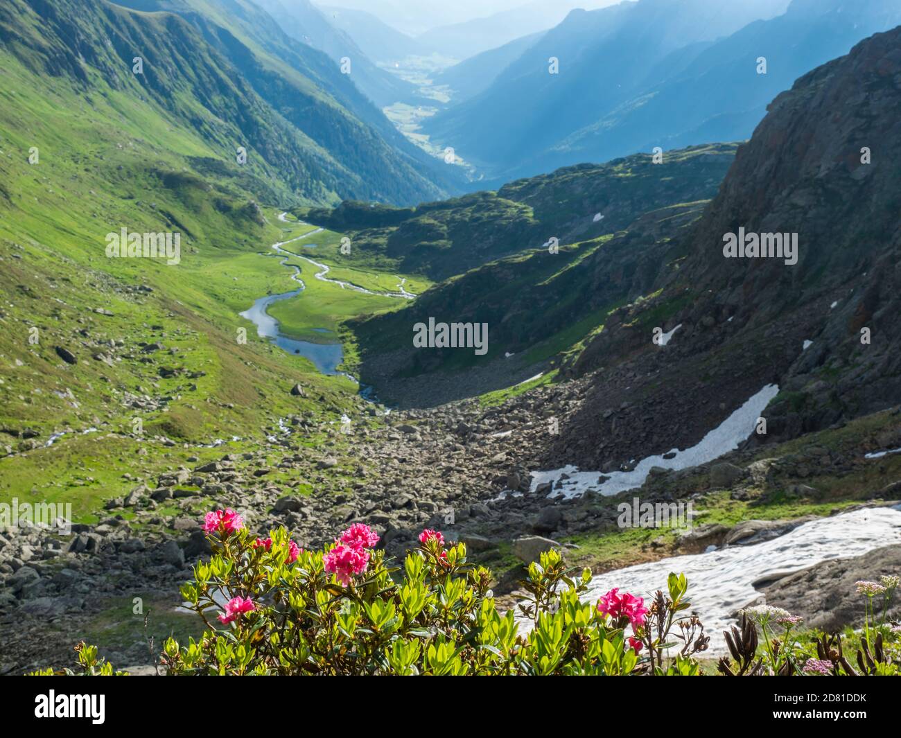 Beutiful pink blooming alpenrose, Rhododendron on background of green ...