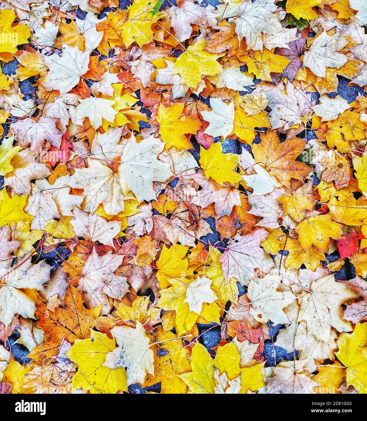 Golden autumn leaves. Golden color autumn leaves lie on the ground ...