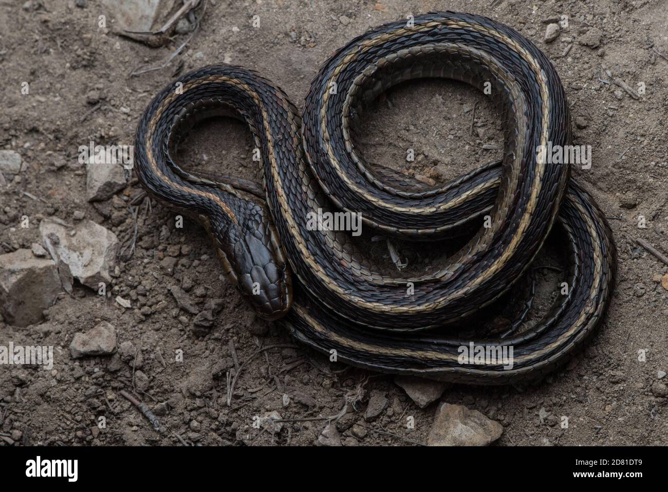Western garter snake thamnophis elegans hi-res stock photography and ...