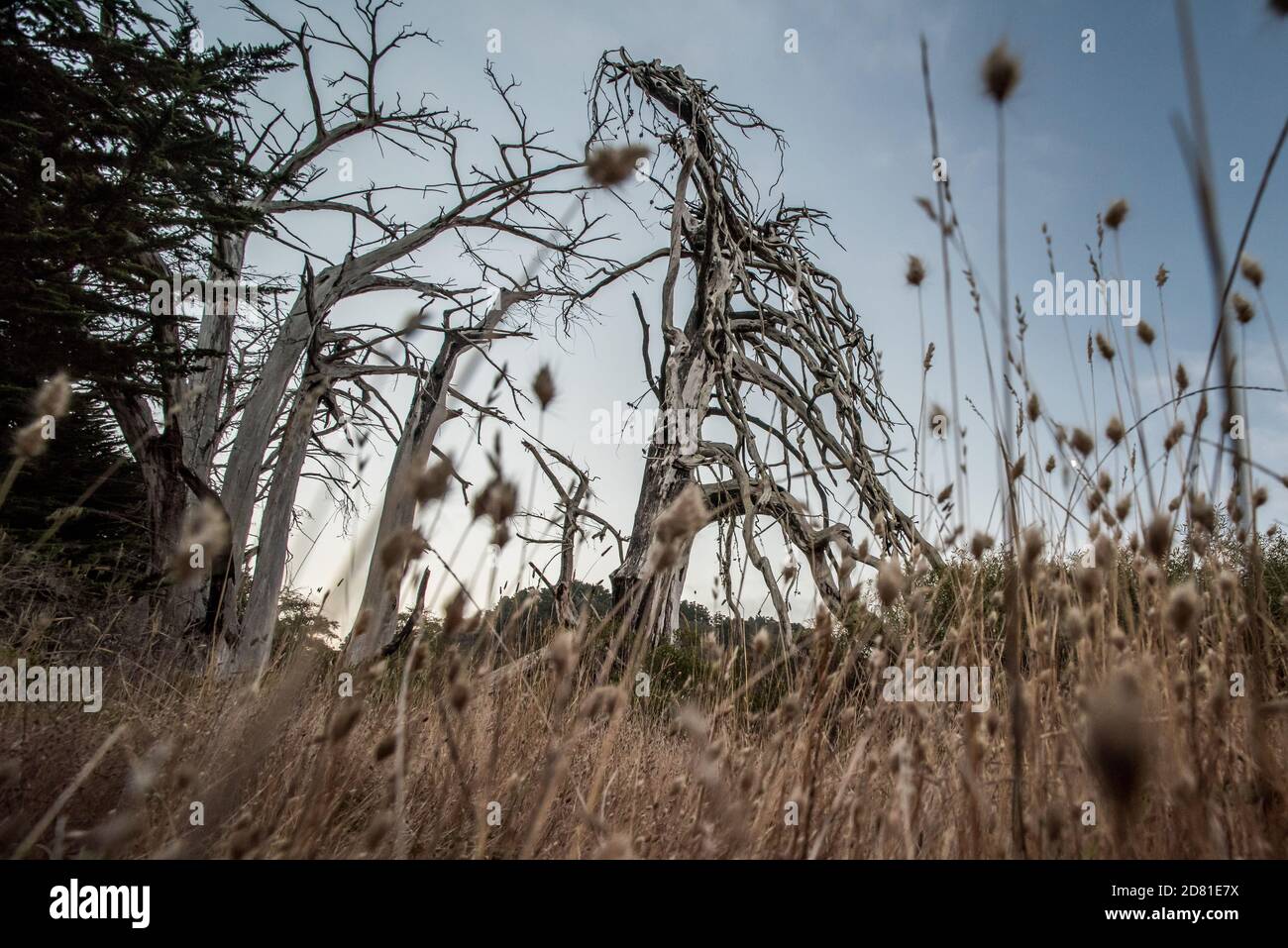 Dead cedar trees in stand leafless and dry in Point Reyes National ...