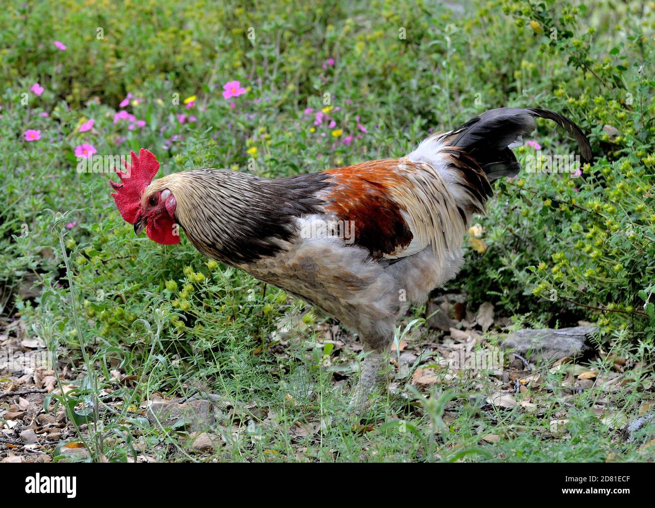 Rooster Foot High Resolution Stock Photography and Images - Alamy