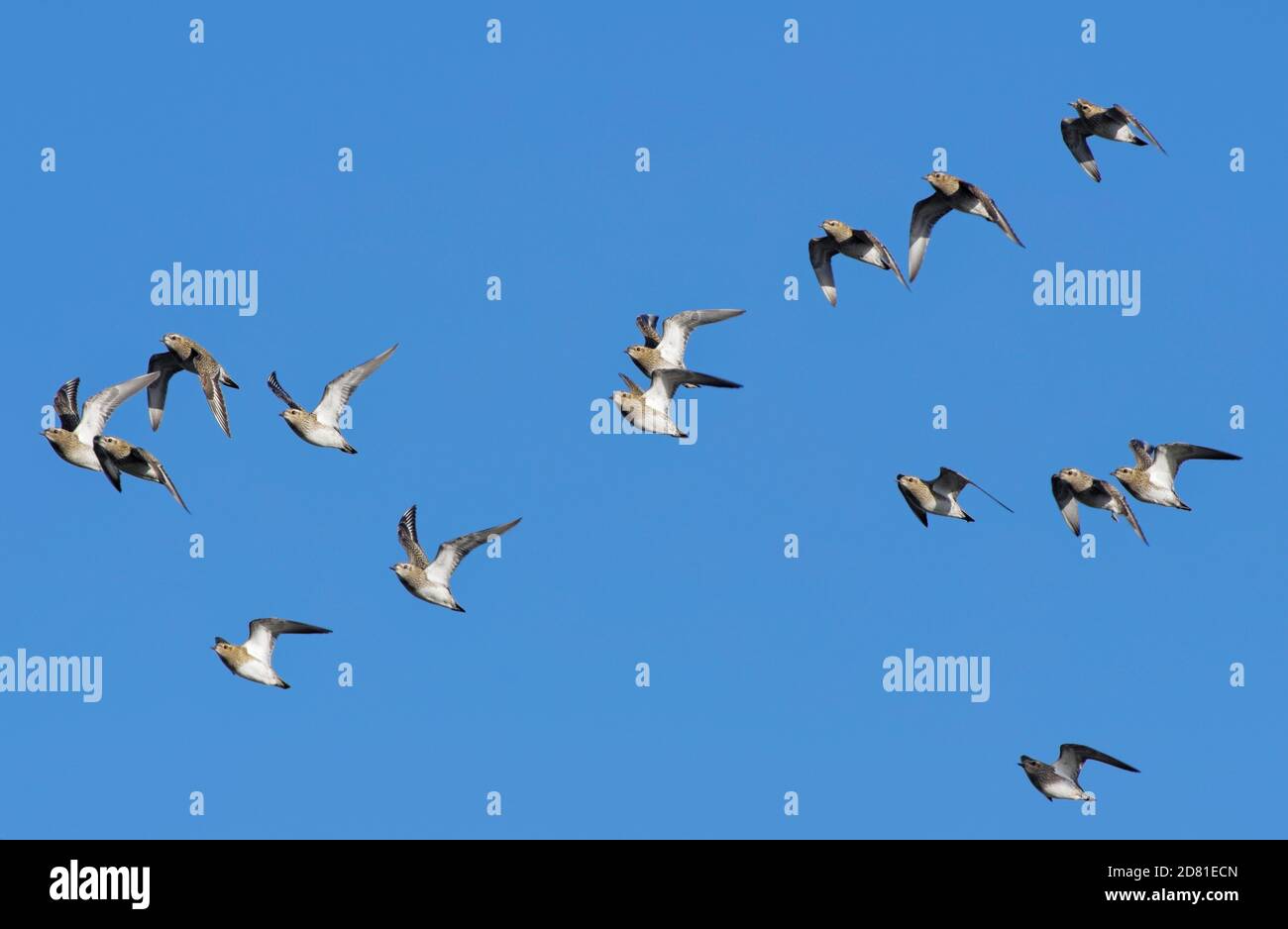 Golden plovers hi-res stock photography and images - Alamy