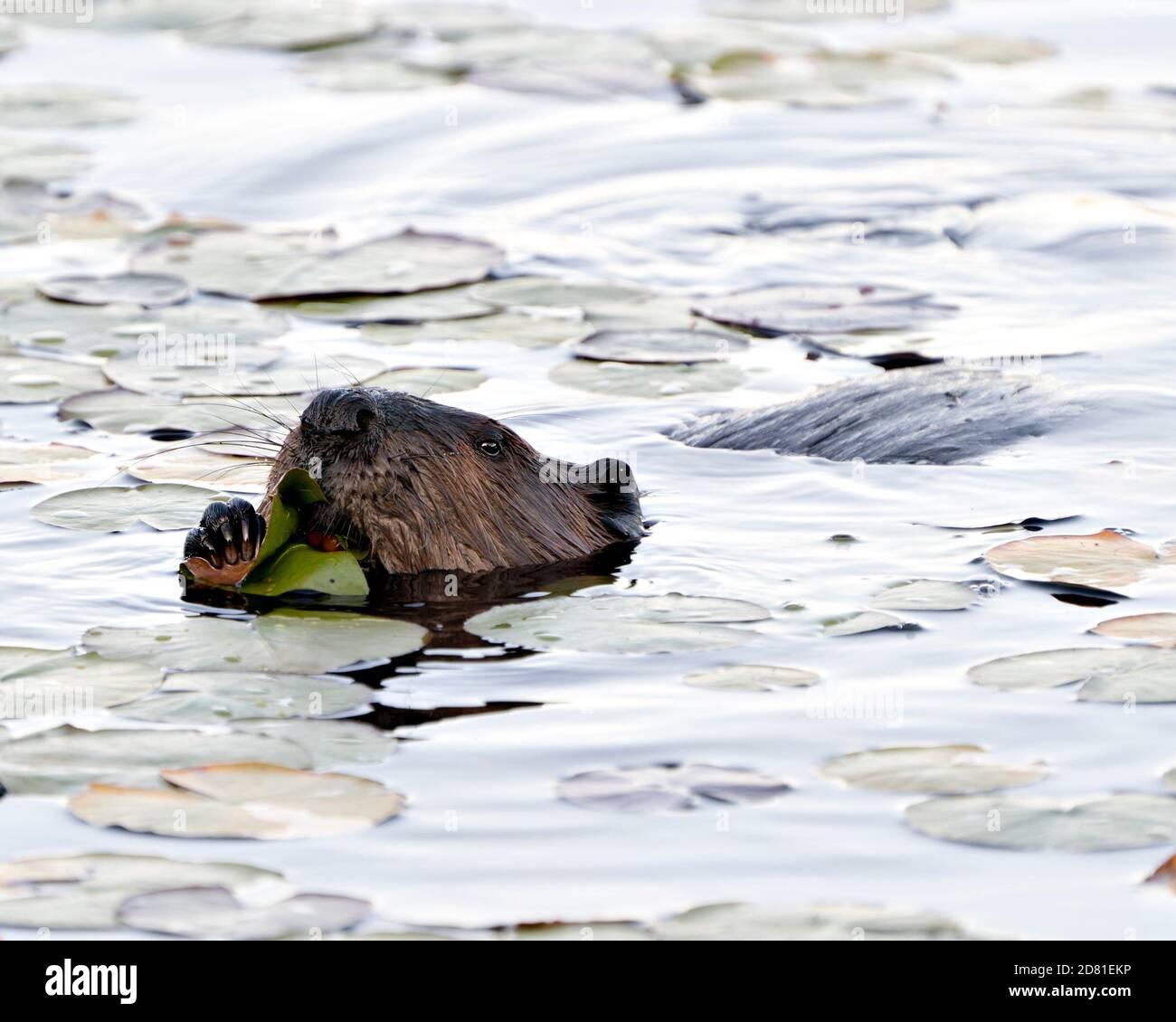 Buckteeth hi-res stock photography and images - Alamy