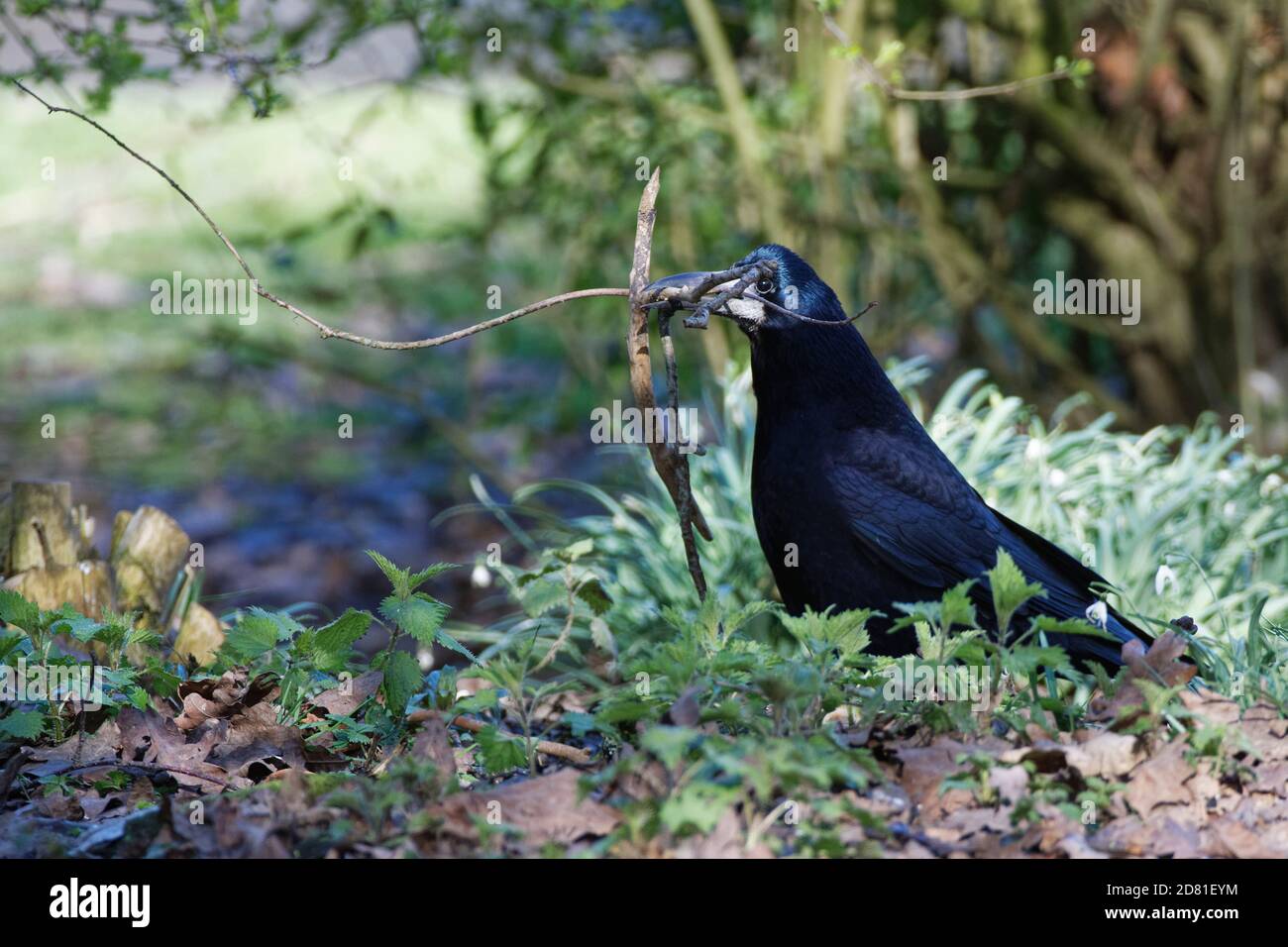 Rook nest hi-res stock photography and images - Alamy