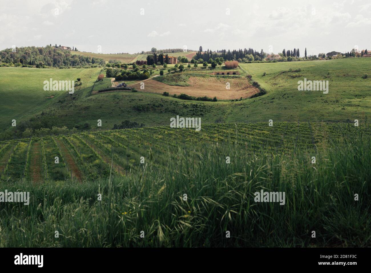 Tuscany, Italy: Tuscany wine hills in spring Stock Photo - Alamy