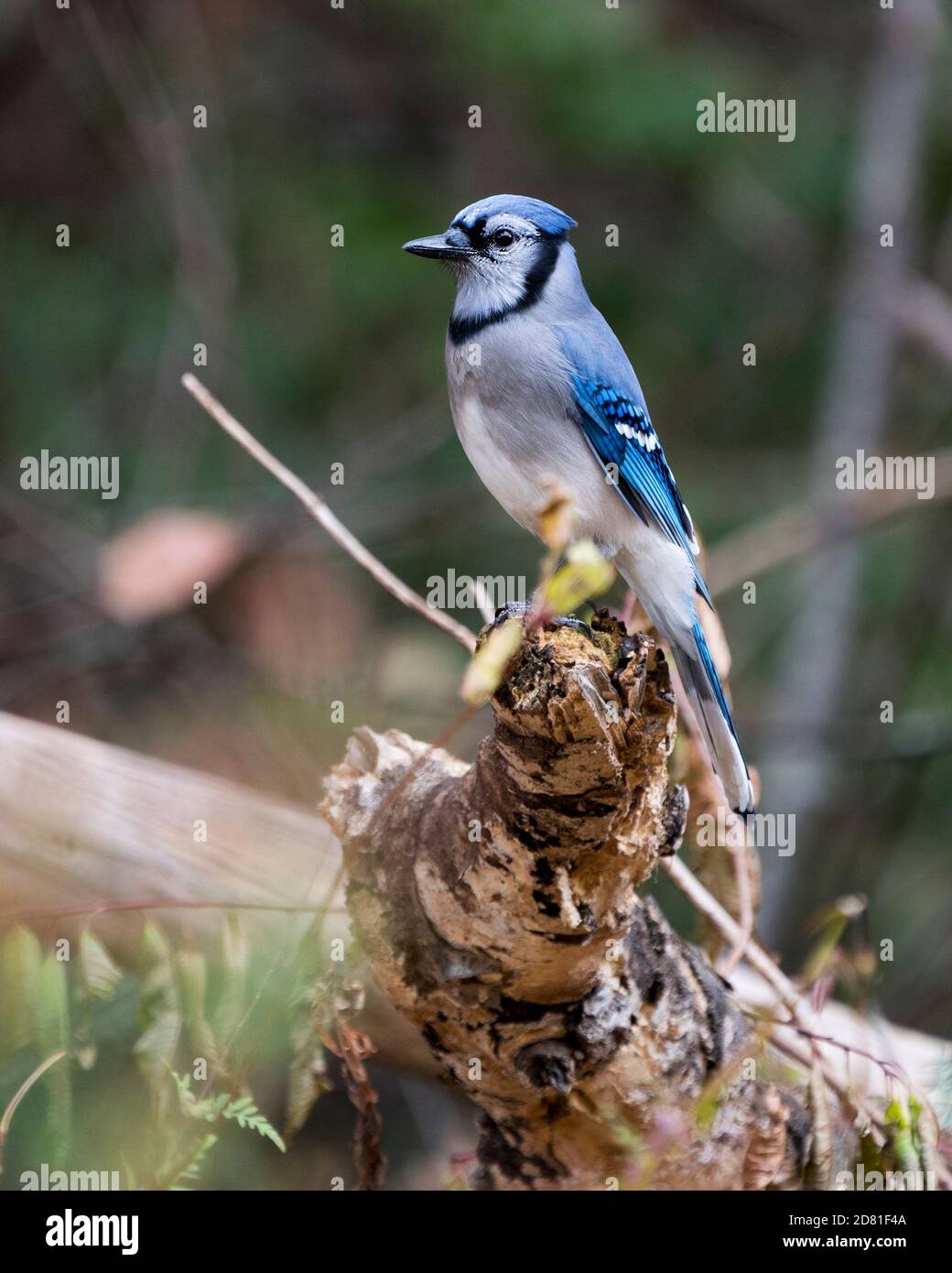 Blue Jay close-up profile view perched on a branch with a blur ...