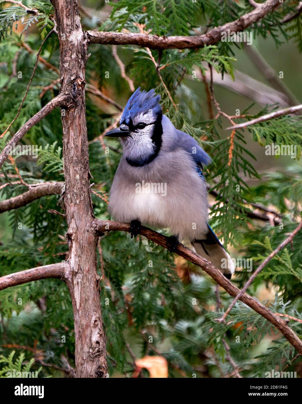 Blue Jay close-up profile view perched on a branch with a cedar needle ...