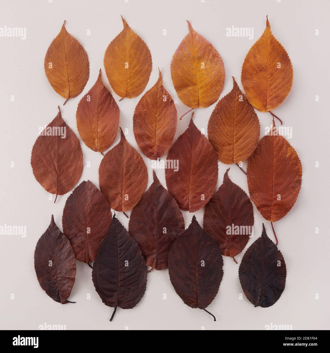 Autumn leaves gradient background. Top view Stock Photo - Alamy