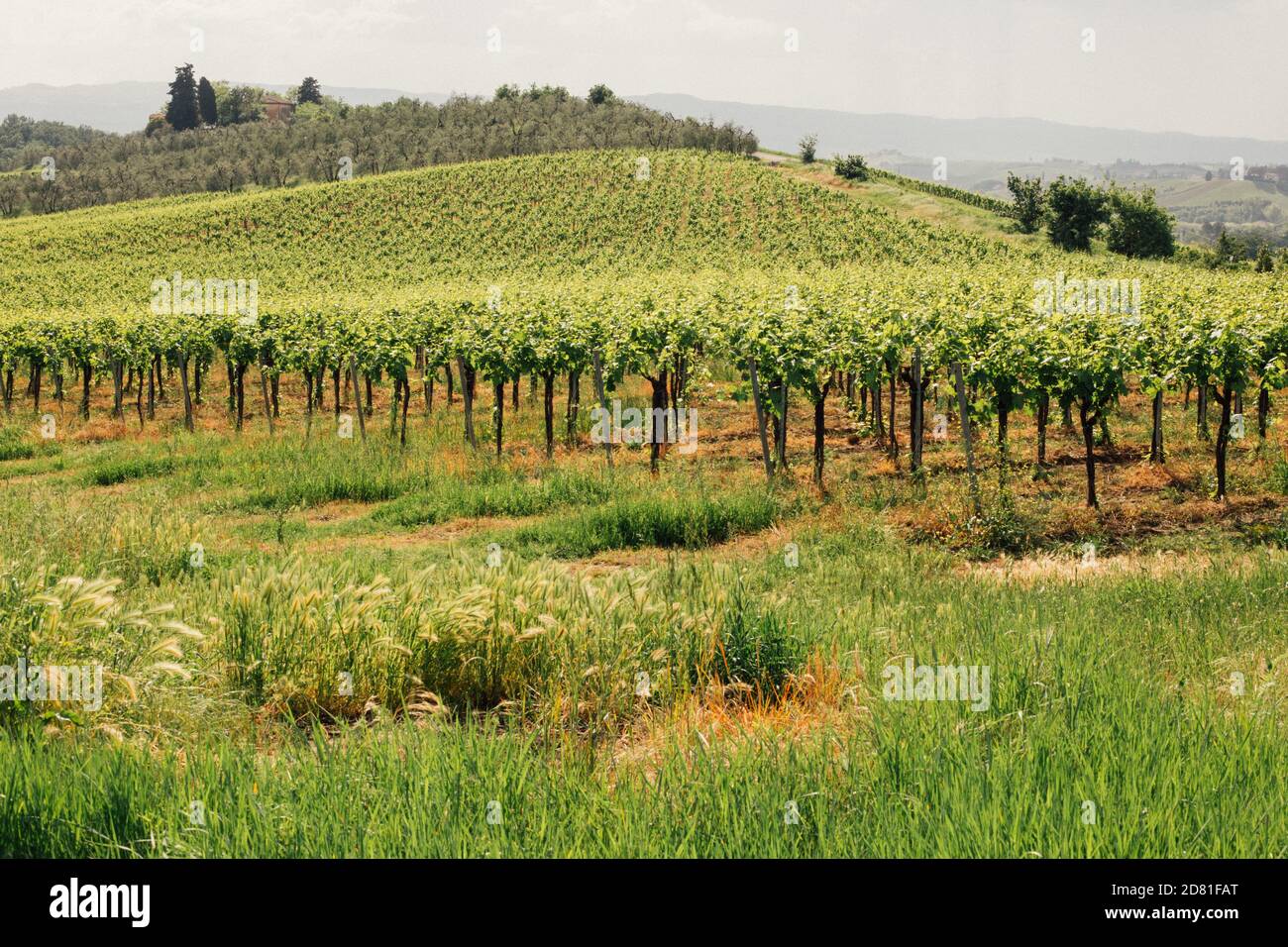 Tuscany, Italy: Tuscany wine hills in spring Stock Photo - Alamy