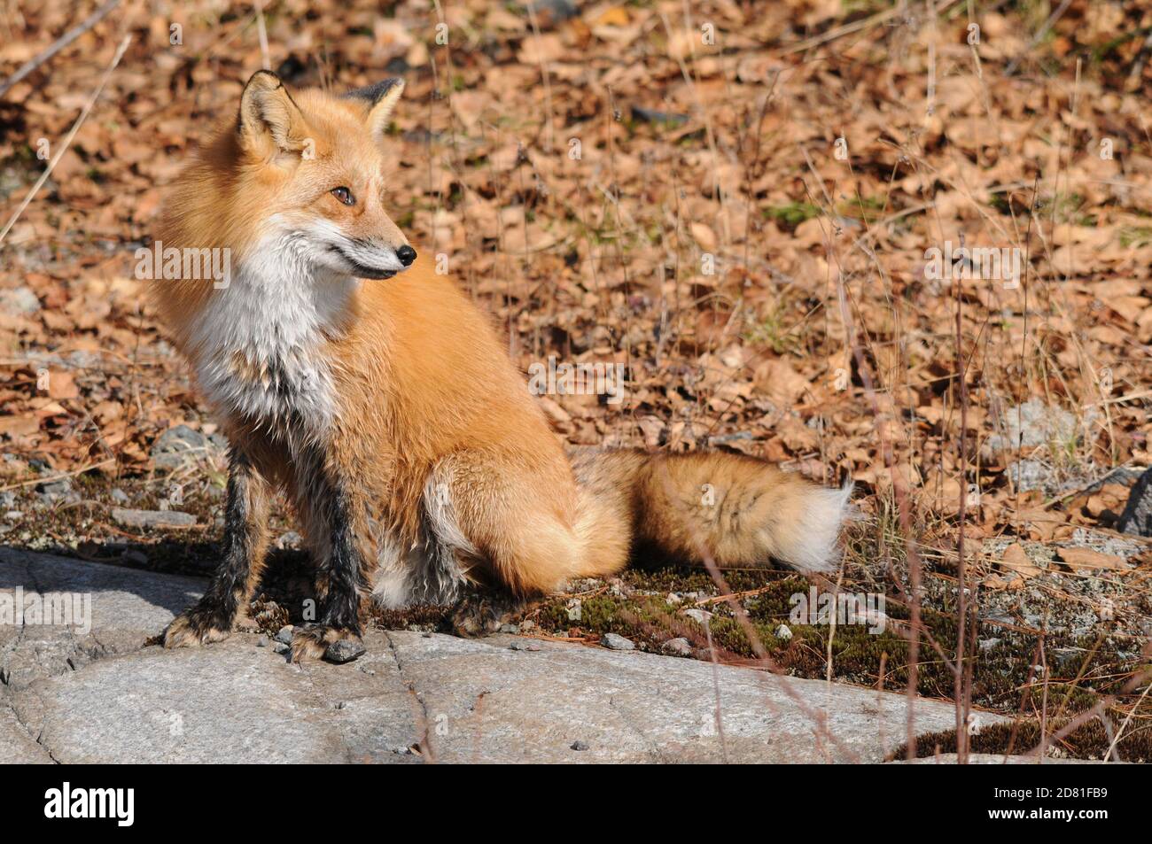 Red fox close-up with wet paws and brown leaves background standing on ...