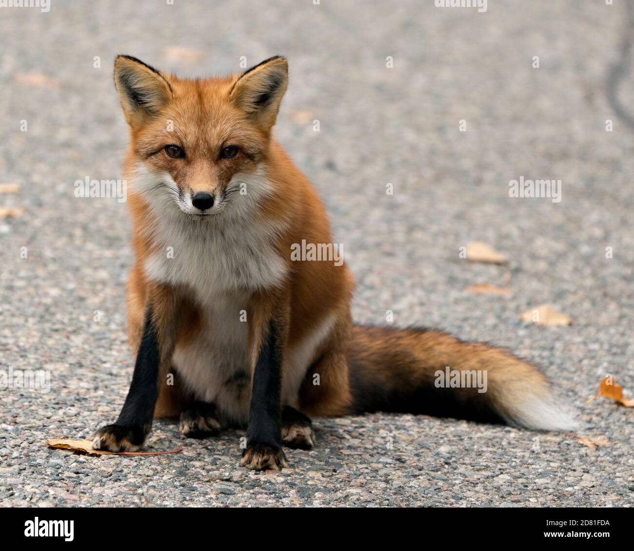 Red fox close-up profile view sitting and looking at camera, displaying ...