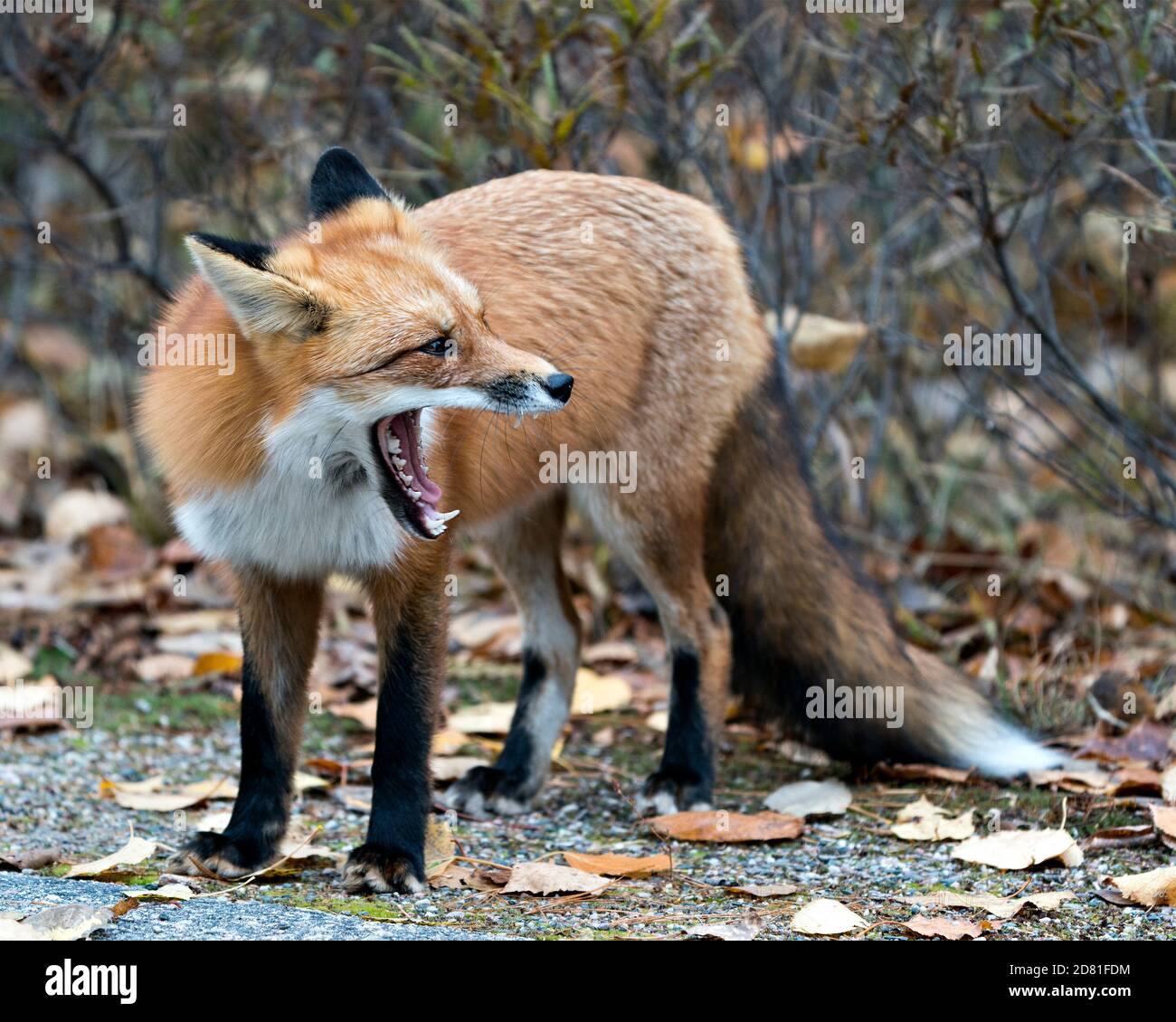 Red fox close-up profile view yawning and displaying tongue, teeth with ...