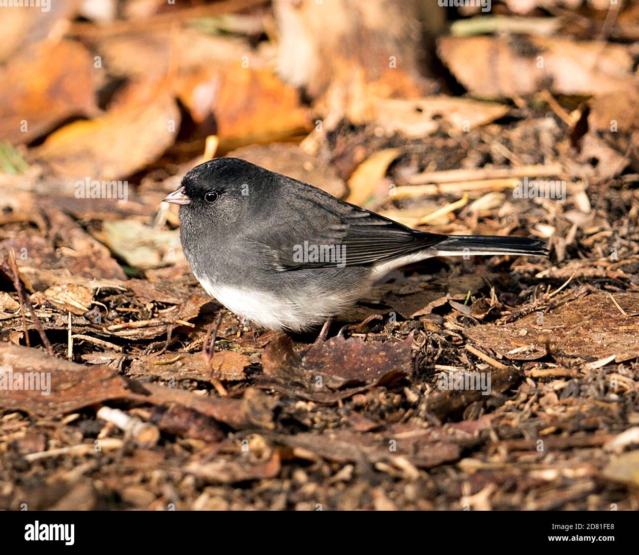 Junco close-up profile view on the ground with brown leaves in the ...