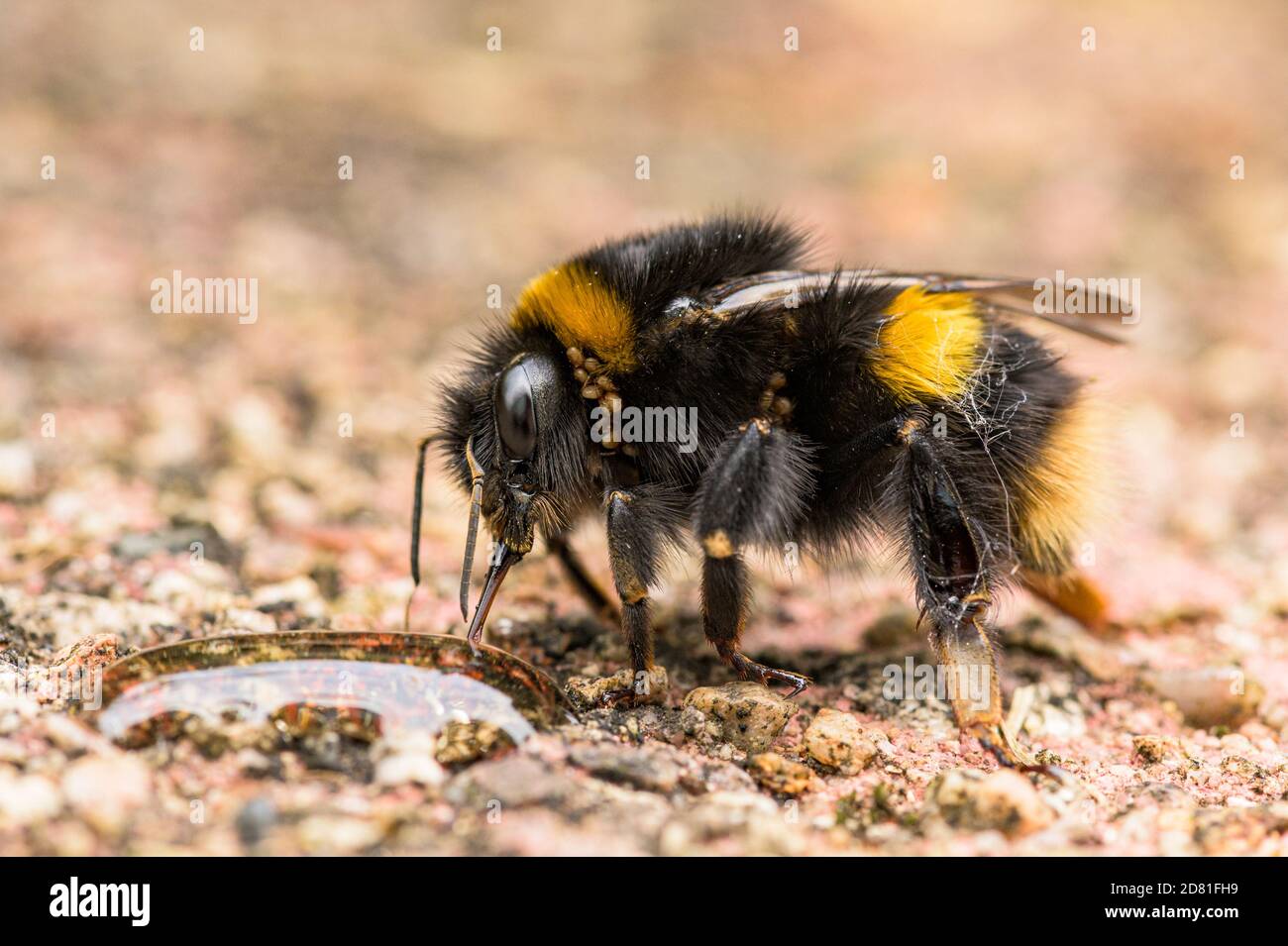Close-up photograph of a bee consuming a sugar solution to help revival ...