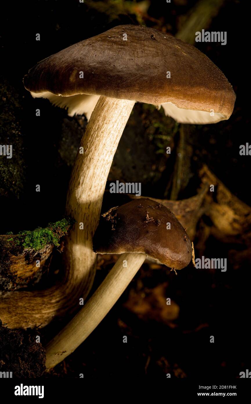 Wild fungi hi-res stock photography and images - Alamy
