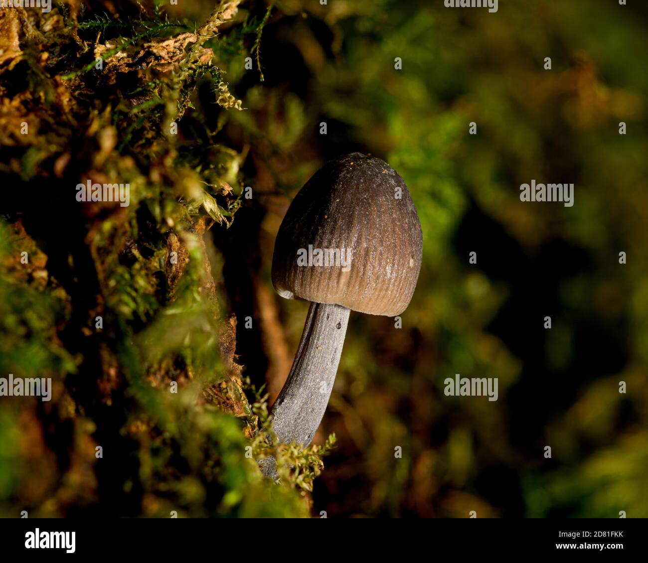 Close up photograph of uk hi-res stock photography and images - Alamy