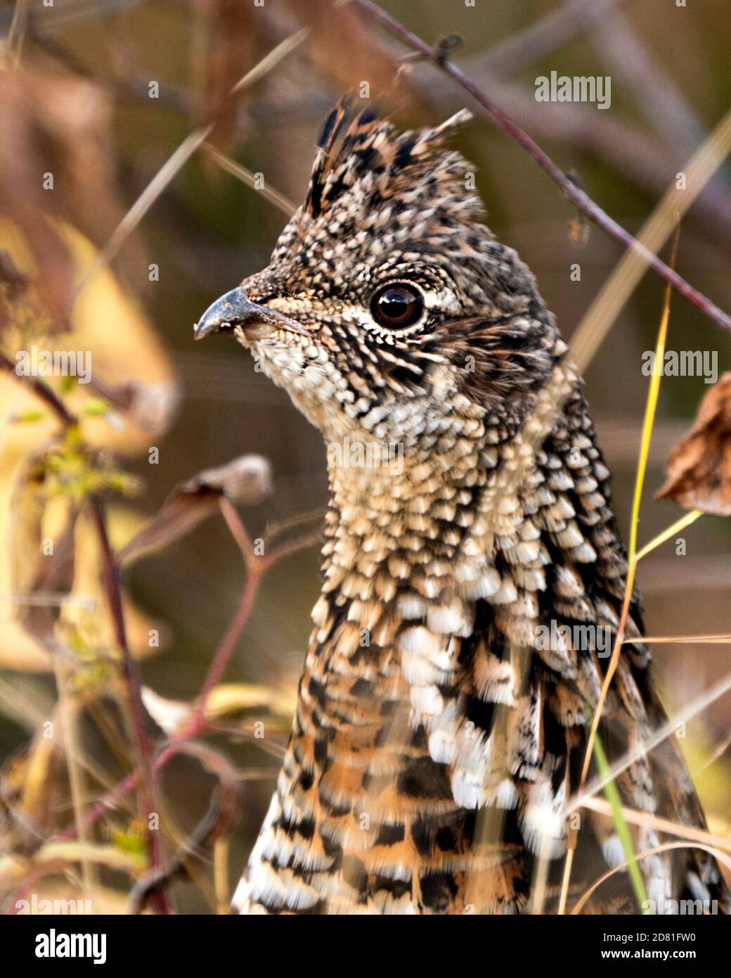 Partridge head close-up profile with a blur background in the forest in ...