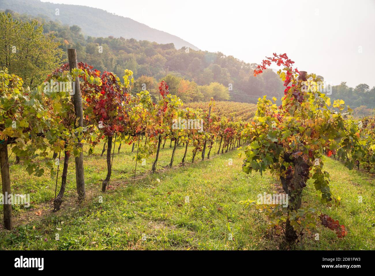 Hillside vineyard in autumn. Woods are in backgeound. Lens flare Stock ...