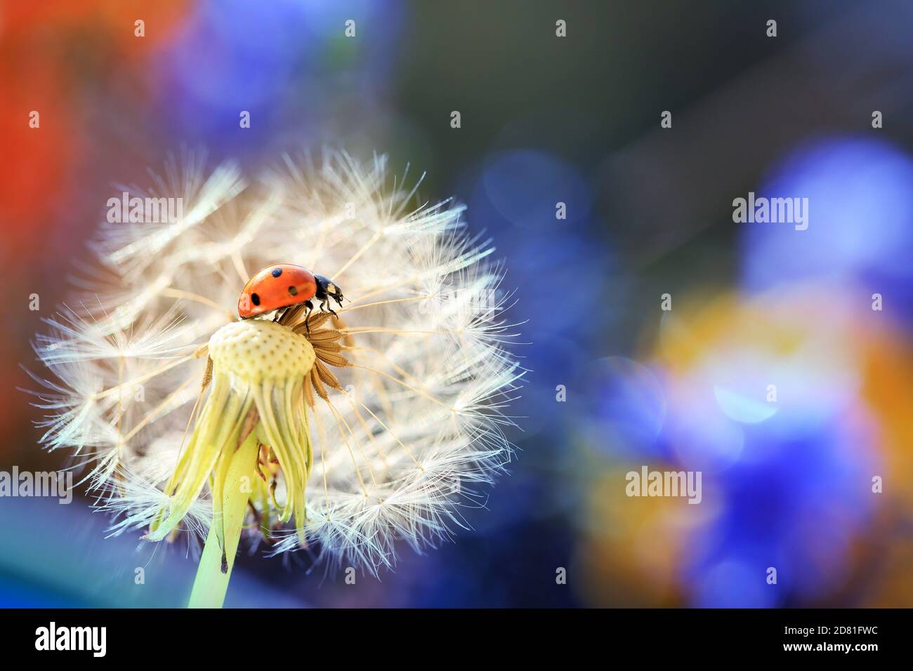 The little ladybug hi-res stock photography and images - Alamy