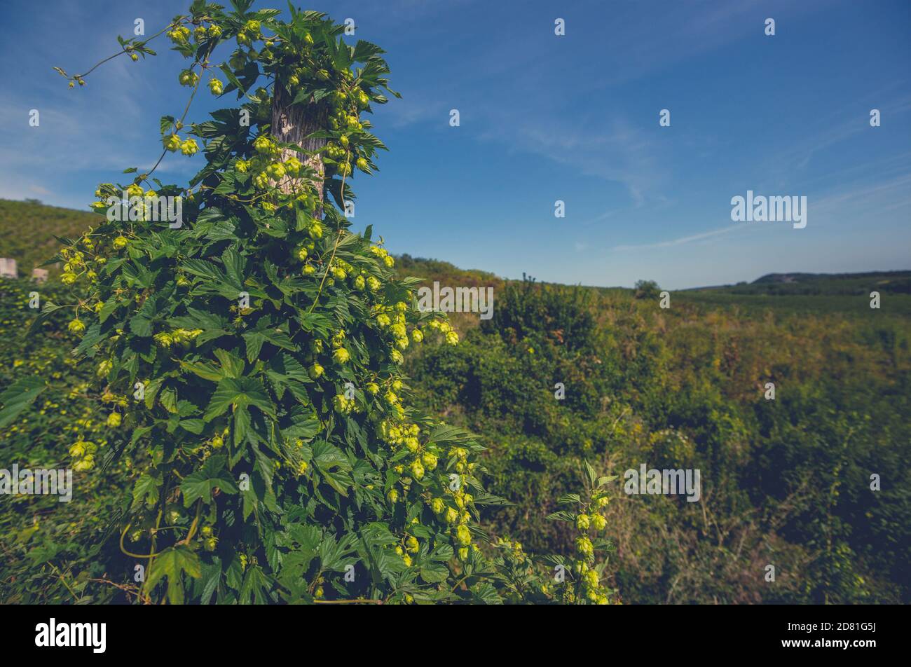 Common Hop or Hops Species of Flowering Plant in the Hemp Family ...