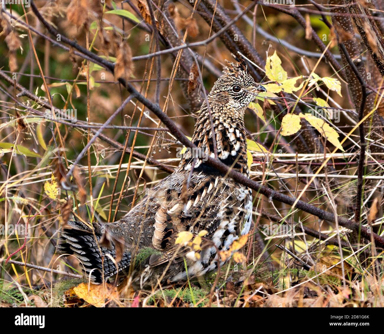 Partridge close-up profile with a blur foliage background in the forest ...