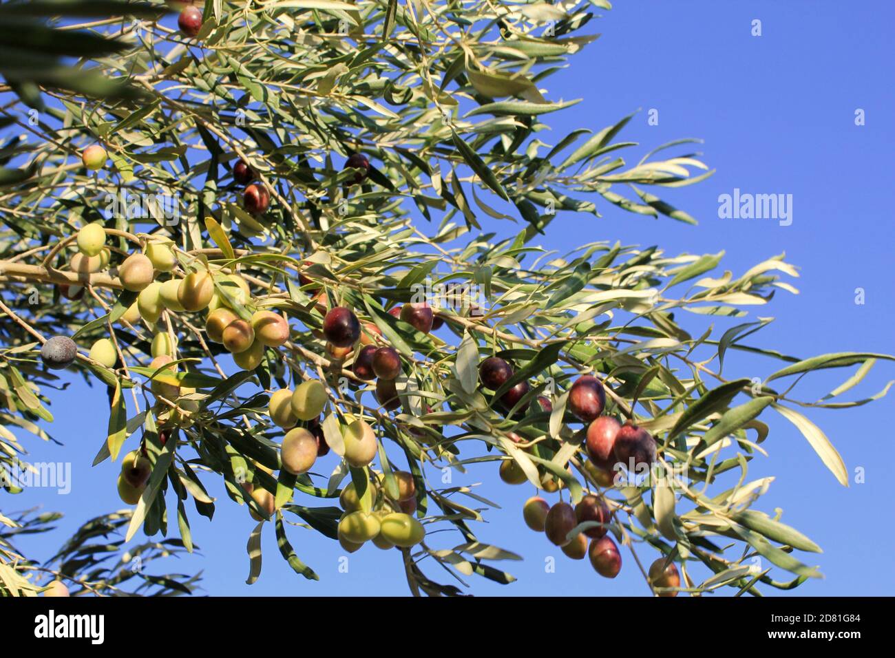 Olives on olive tree branch in the outskirts of Athens in Attica ...