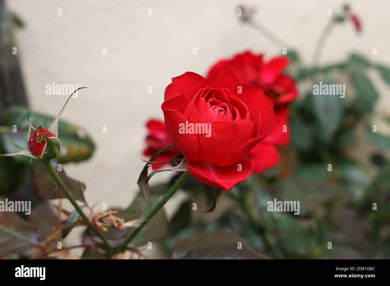 Red Roses on a bush in a garden Stock Photo - Alamy