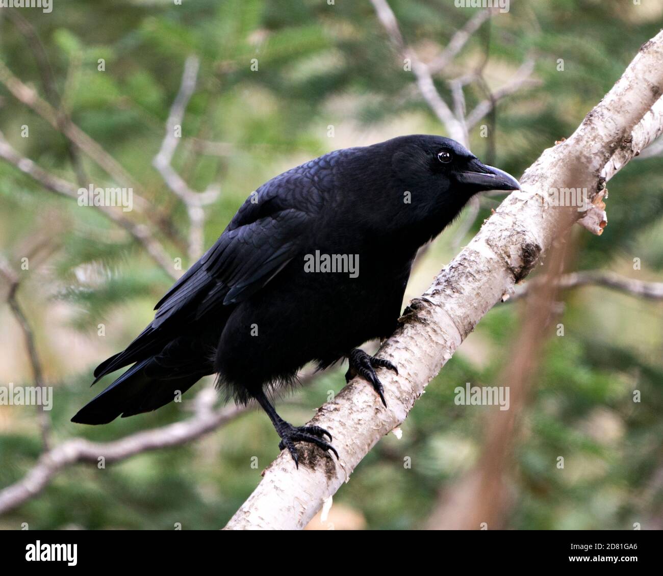 Raven on birch tree branch hi-res stock photography and images - Alamy