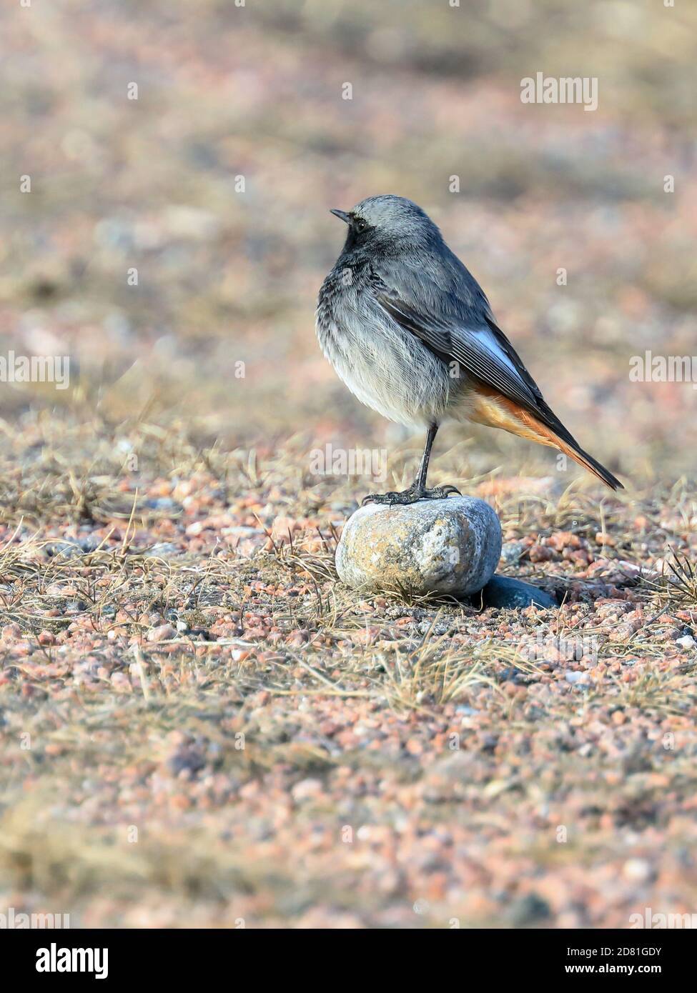 Male black redstart phoenicurus ochruros small bird hi-res stock ...