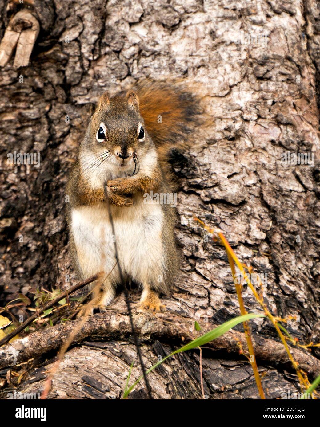 Squirrel science study hi-res stock photography and images - Alamy