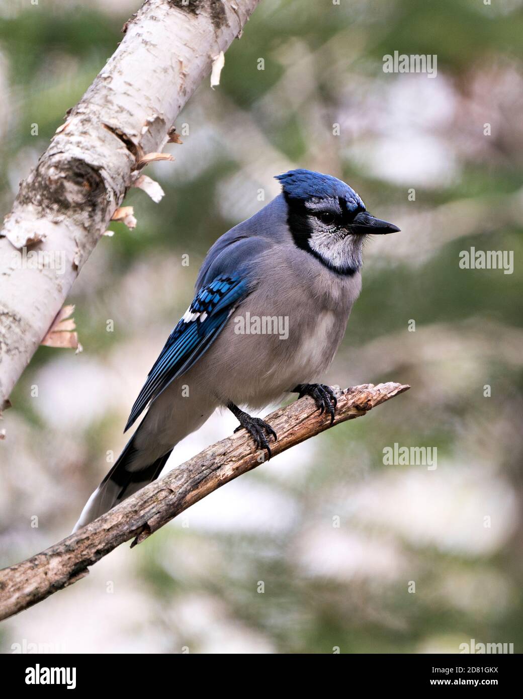 Blue Jay perched on a branch with a blur background in the forest ...