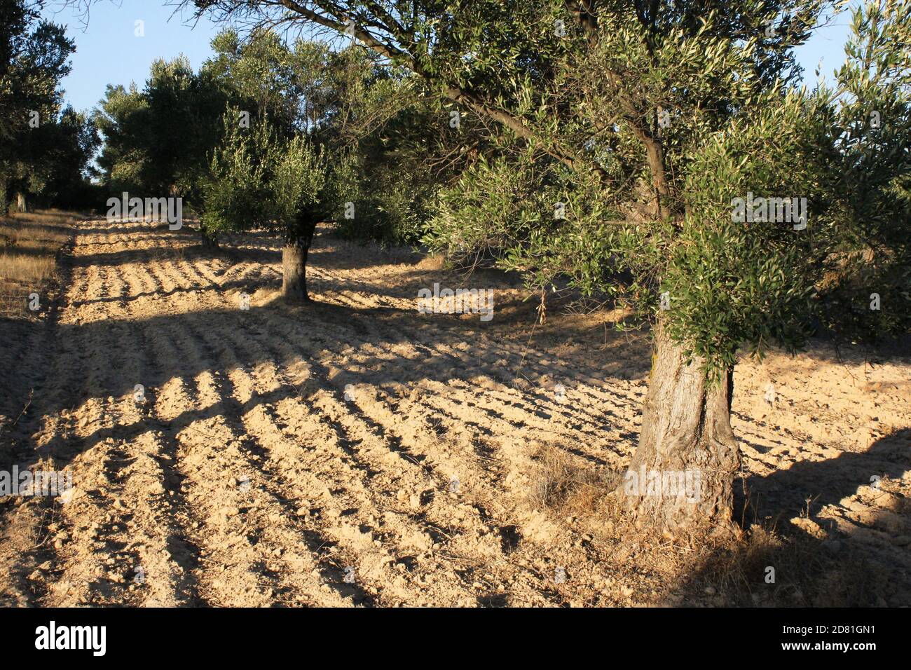 Olive trees in plowed field located in the outskirts of Athens in ...