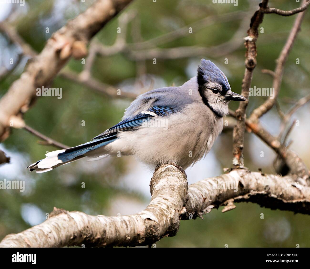 Blue Jay perched on a branch with a blur background in the forest ...