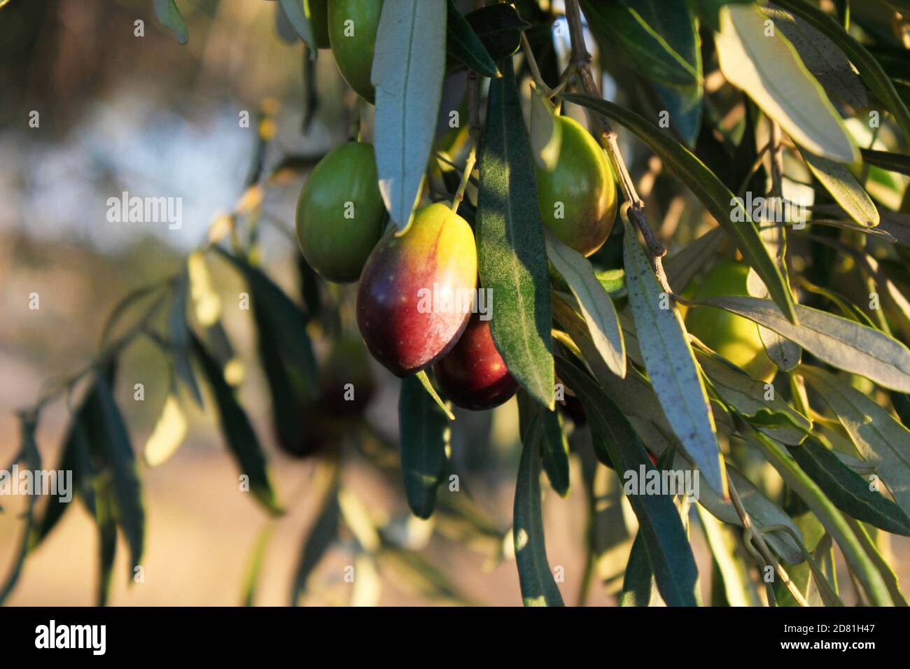 Olives on olive tree branch in the outskirts of Athens in Attica ...