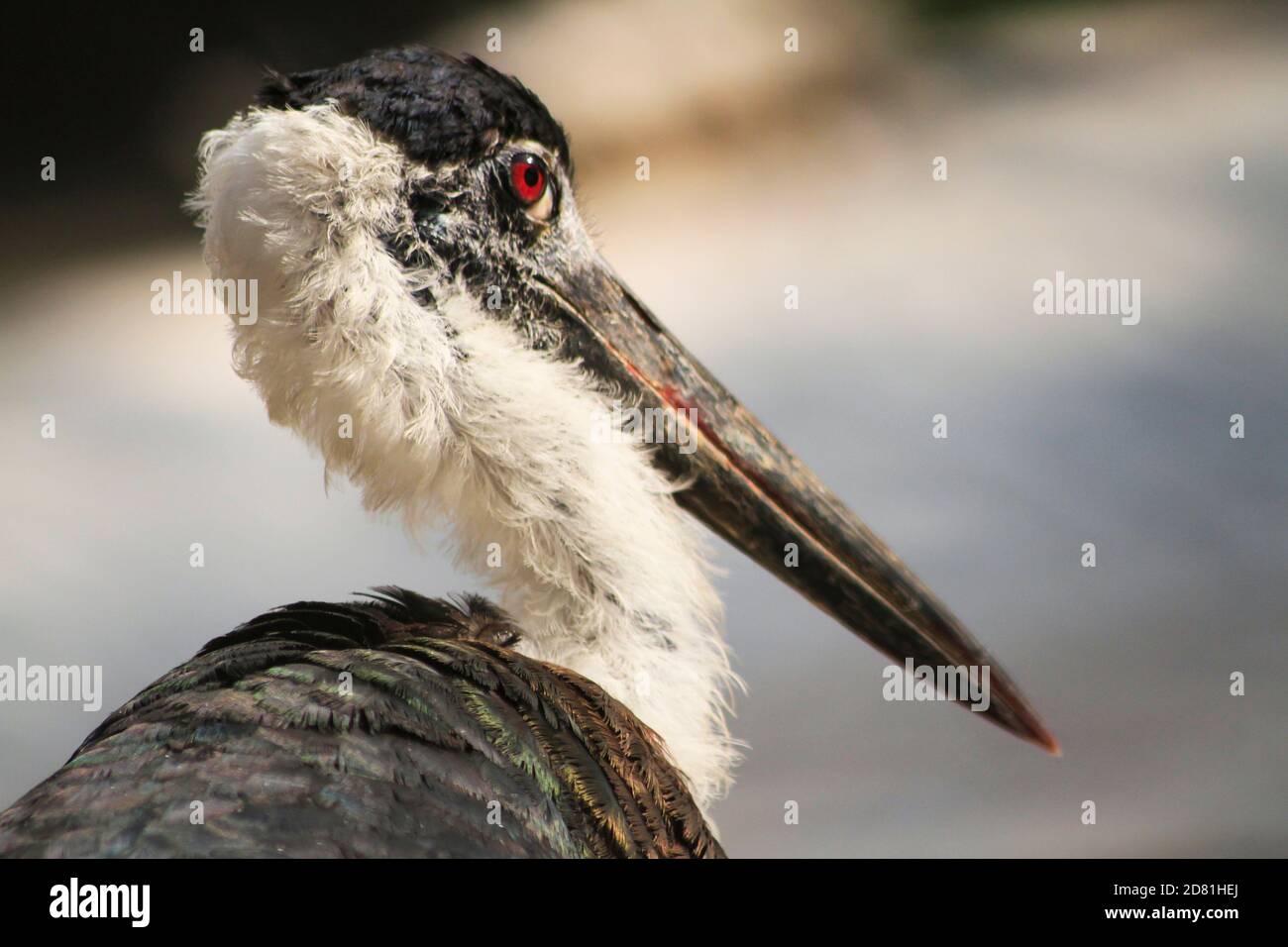 Head and neck portrait of a woolly necked stork stock photo Stock Photo ...