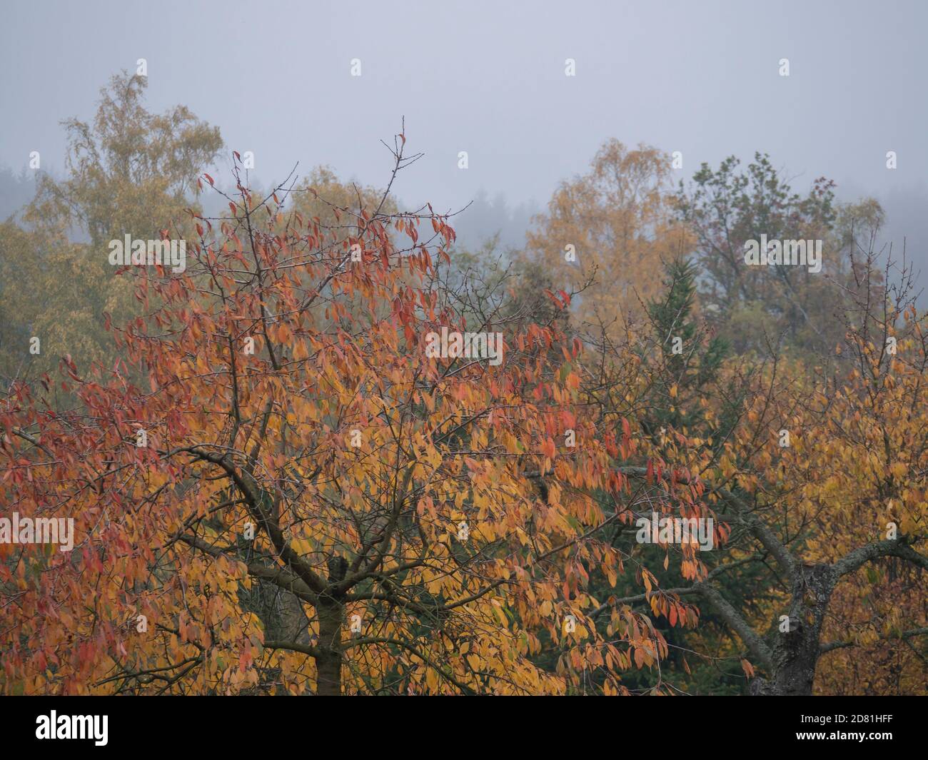 Vibrant Autumn Colours of the Leaves on Cherry Tree, deciduous trees ...