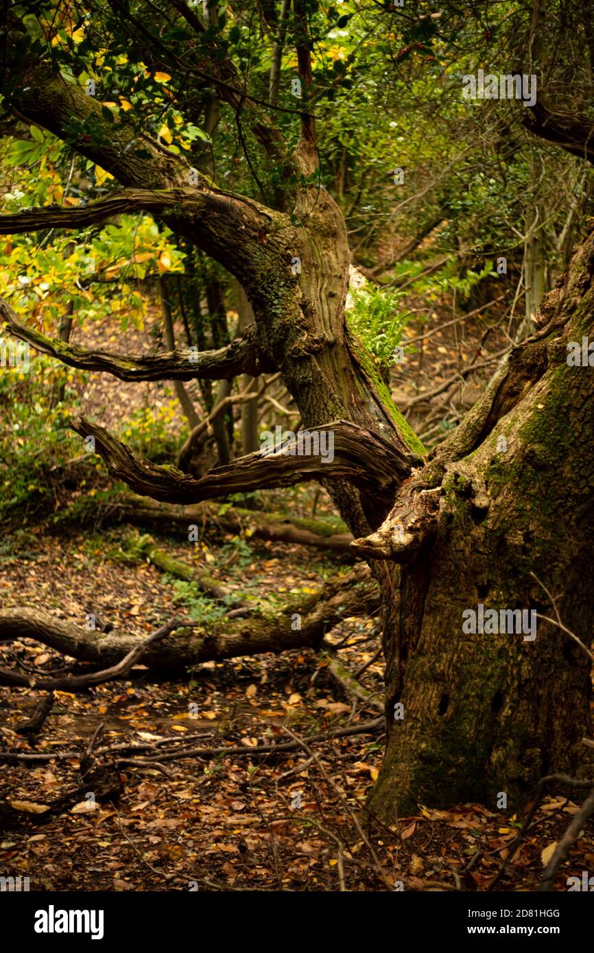 Fairlight glen kent hi-res stock photography and images - Alamy