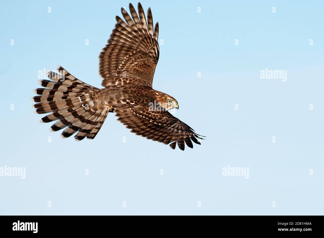 Juvenile Cooper's hawk flight during autumn raptor migration Stock ...
