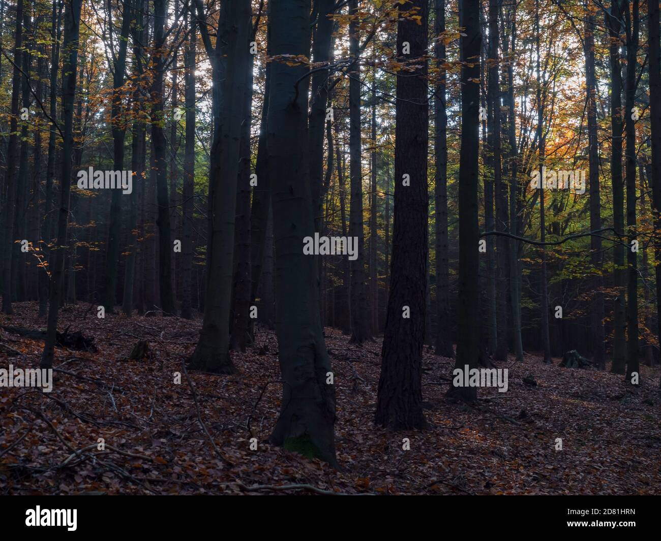 dark mysterious autumn deciduous beech tree forest with colorful leaves ...